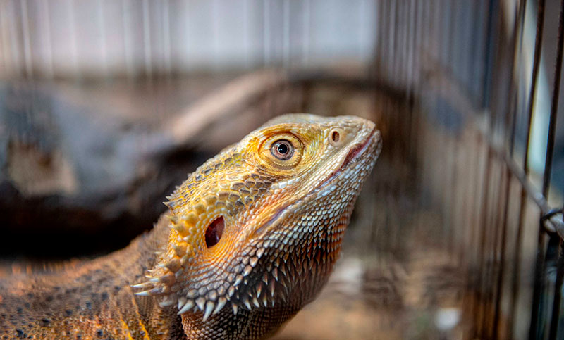 Rescatan 80 animales del comercio ilegal de fauna silvestre – TODO NEA ...